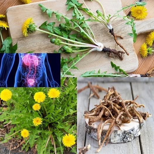 The Hidden Power of Dandelion Roots: Nature’s Gift to Gardens and ...