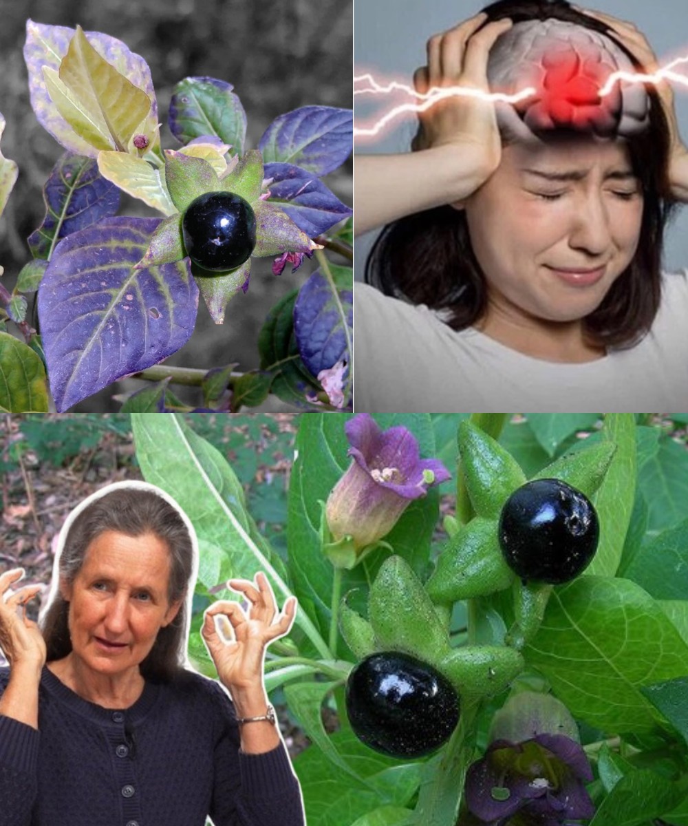 Deadly Nightshade (Atropa belladonna): The Mysterious and Dangerous ...