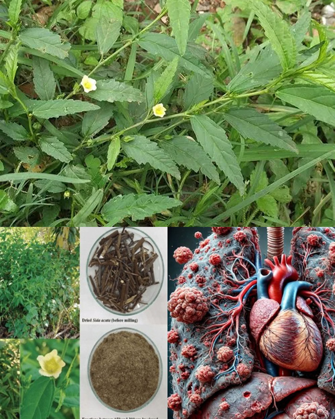 Sida Acuta: The Powerful Herb You Never Knew You Needed - News