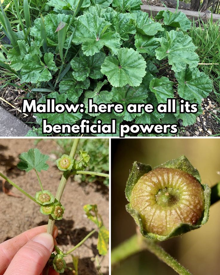 Discover the Hidden Health Benefits of Common Mallow: Nature’s ...