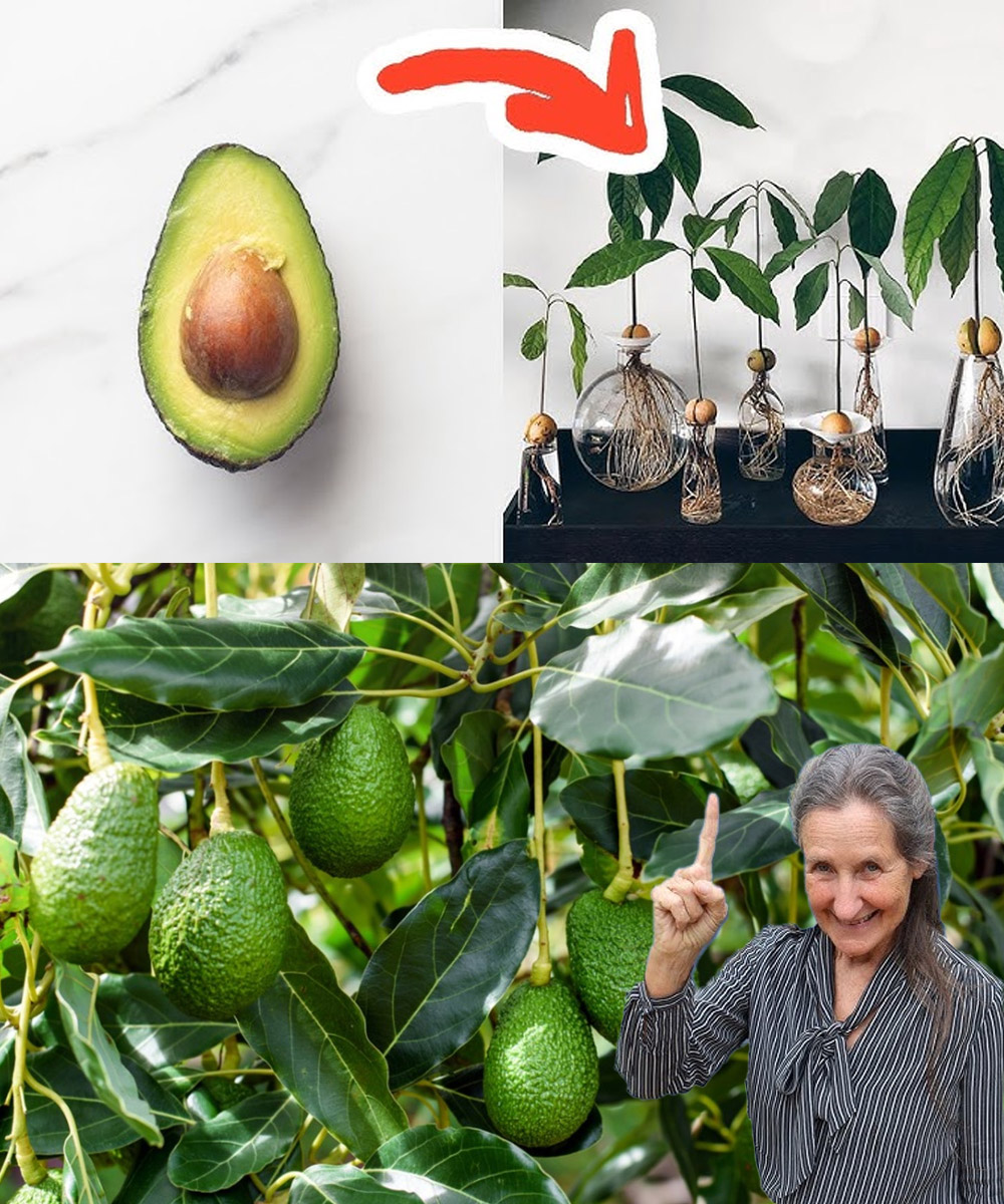 grow an avocado tree indoors with the best fruit-bearing method! 🥑🌱/hi ...